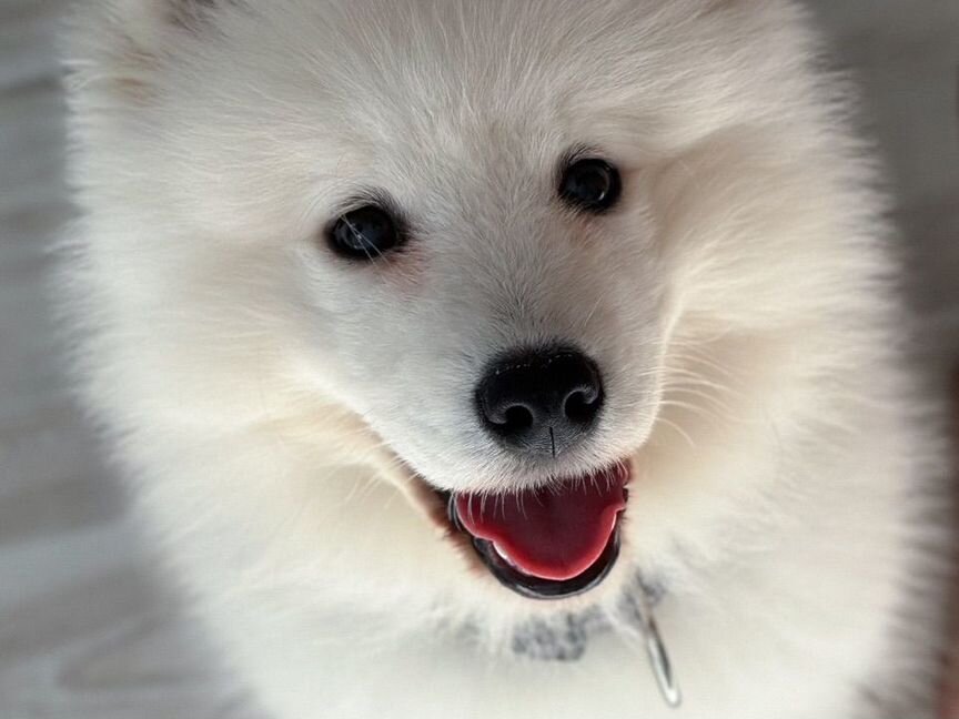 Самоед мальчик