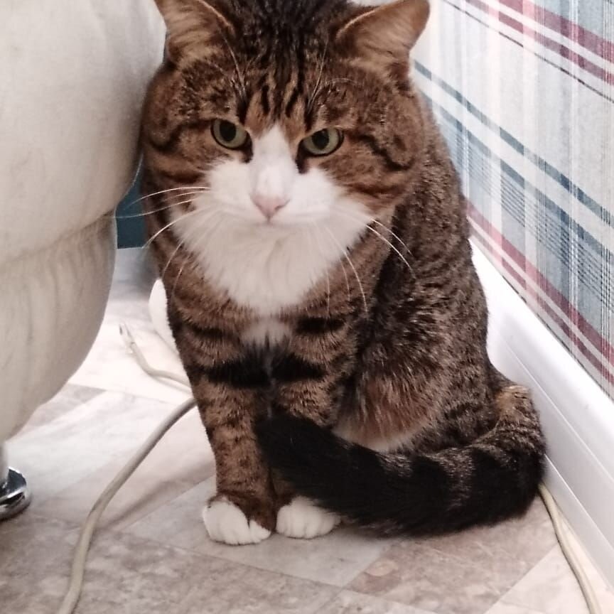 Котик ласковый 4-5 лет