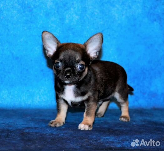 Щенки чихуахуа большой выбор