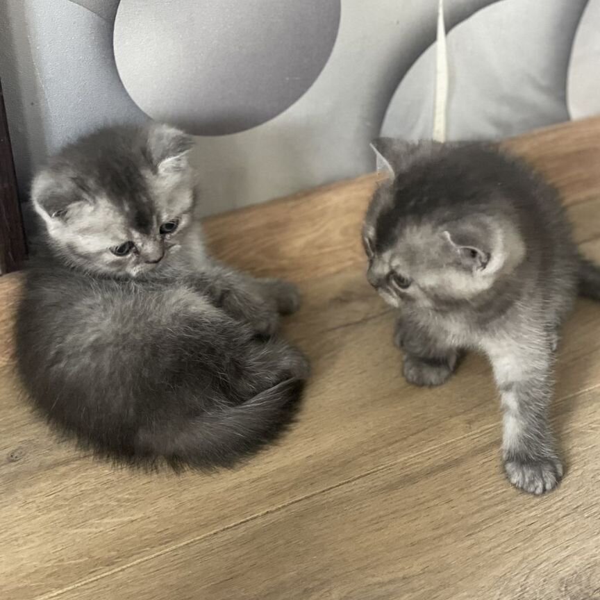 Британский короткошёрстный котёнок