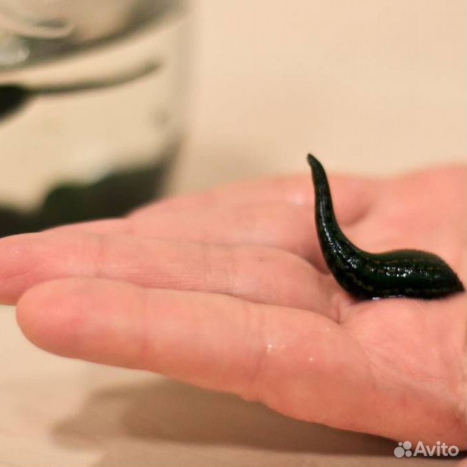 Пиявки лечебные