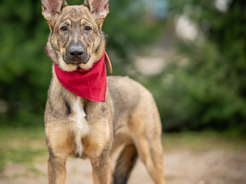 Ищем дом подростку Мишане, возраст 6,5 мес