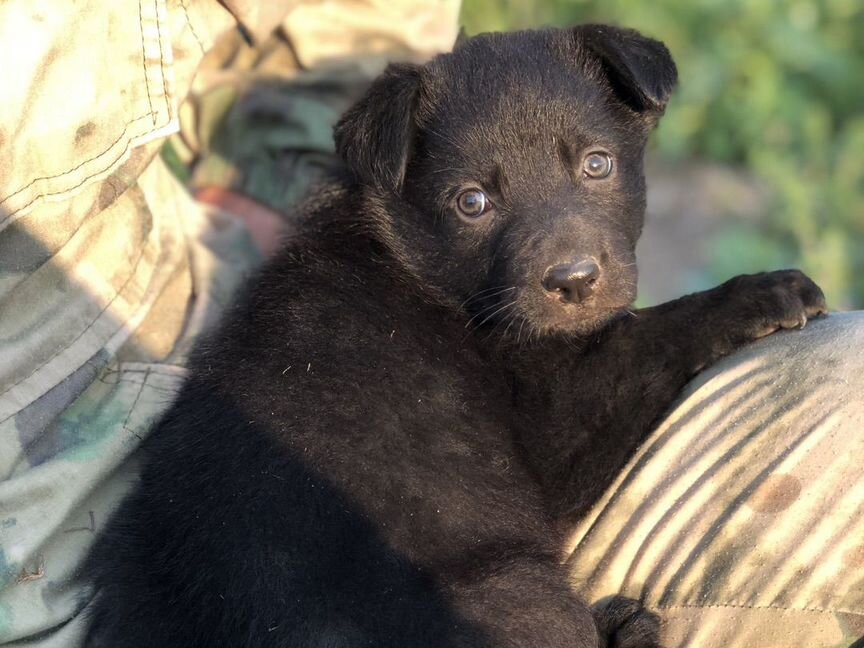 Щенки немецкой овчарки