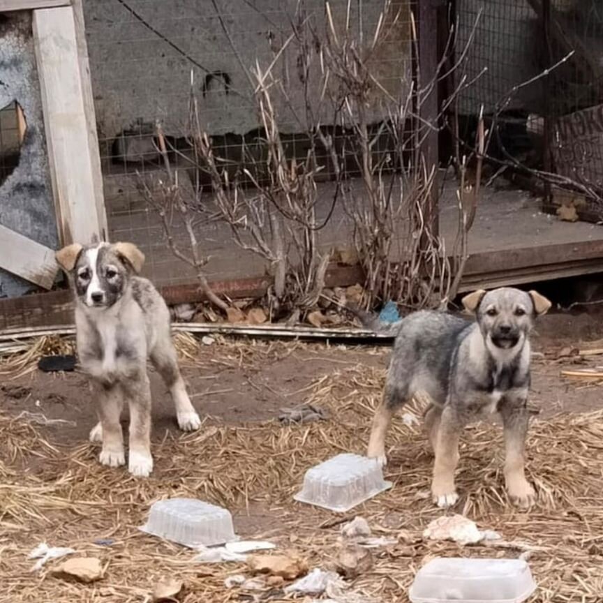 Щенки в беде