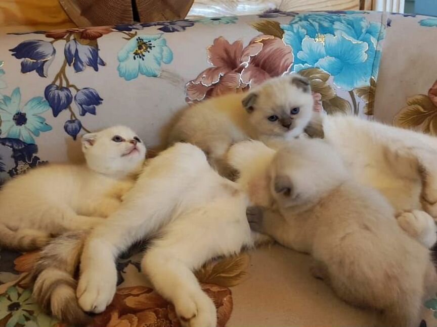Британские котята короткошерстные
