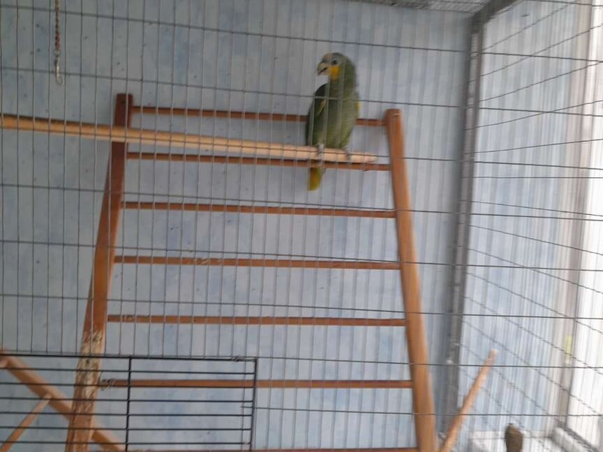 Попугай Амазон