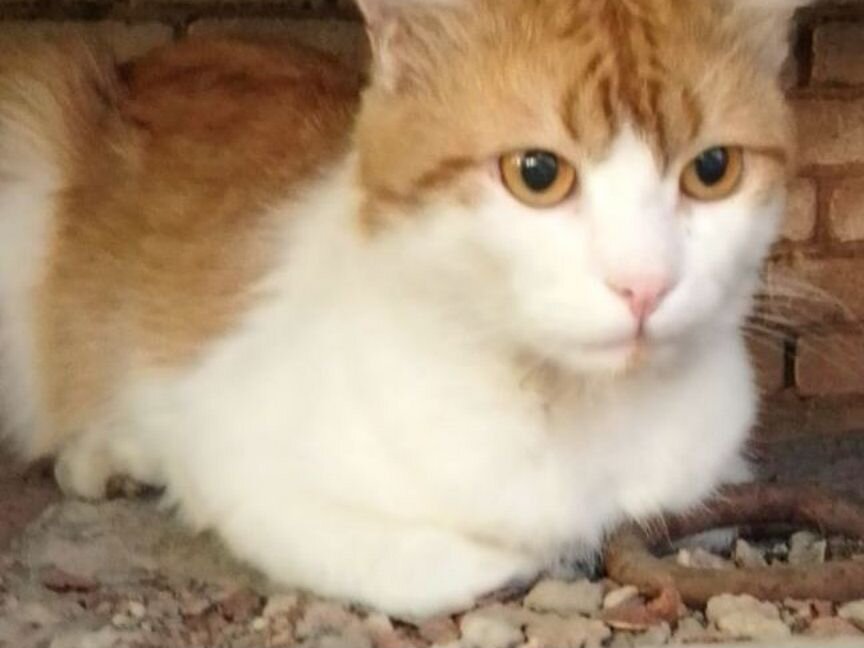 Обаятельный котик.Стасик ищет дом