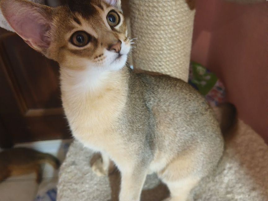 Абиссинские коты