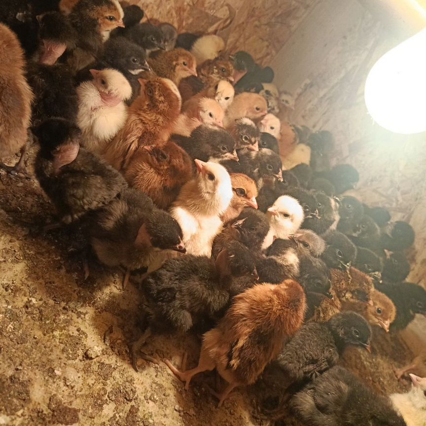 Цыплята суточные