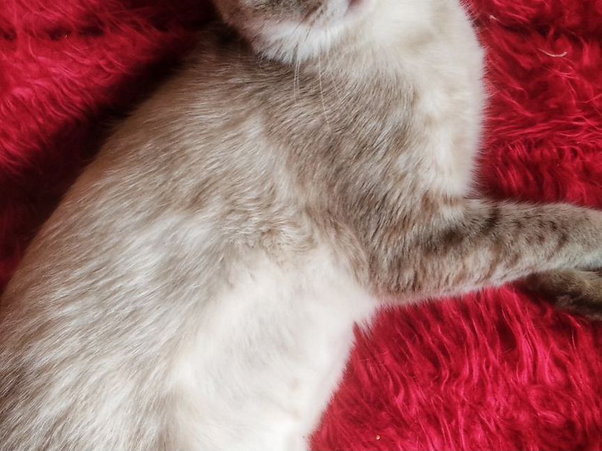 Сильва ищет особенного человека