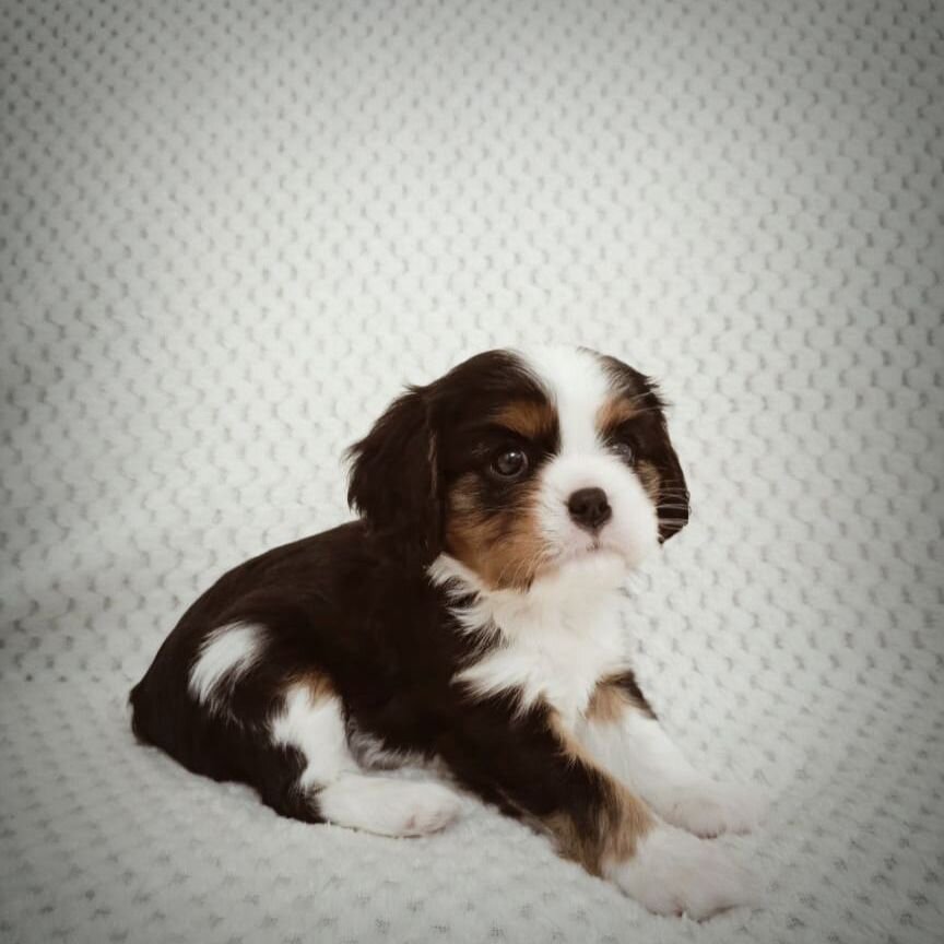 Ккчс мальчик