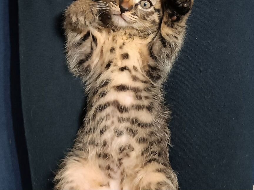 Котята с сюрпризом