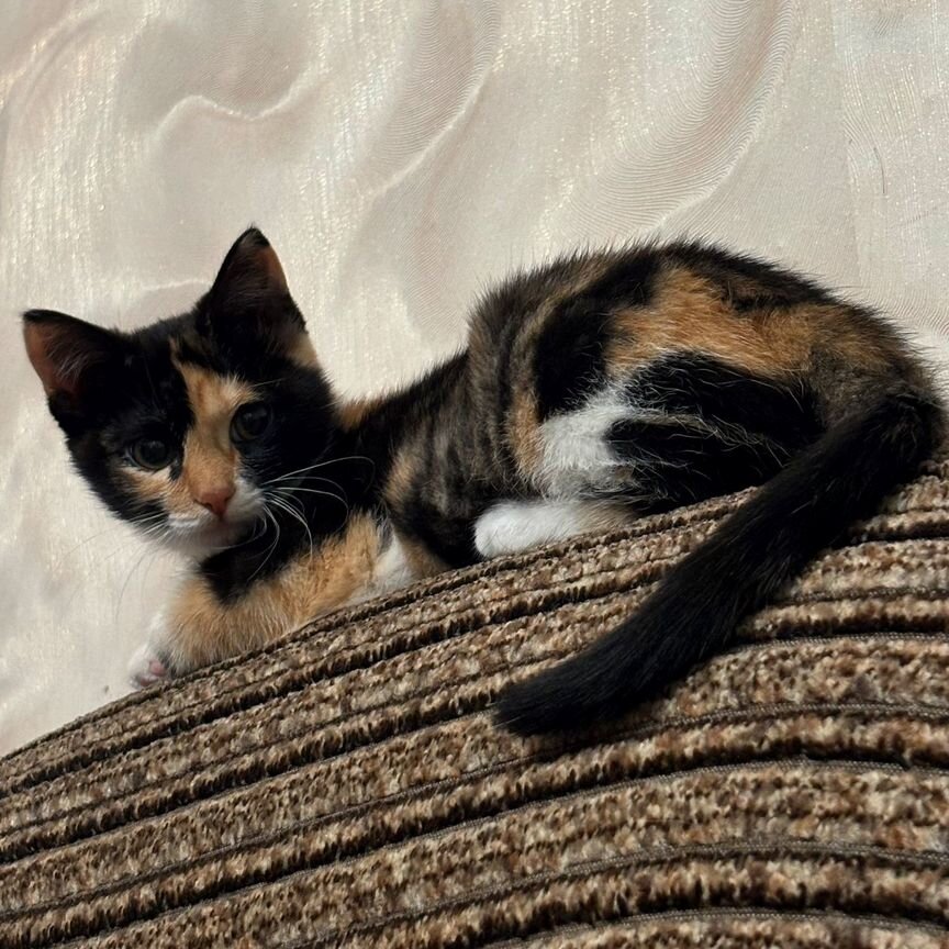 Котёнок в добрые руки