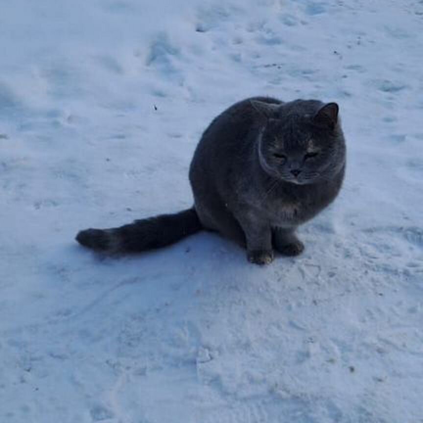 Кошка похожа на британца
