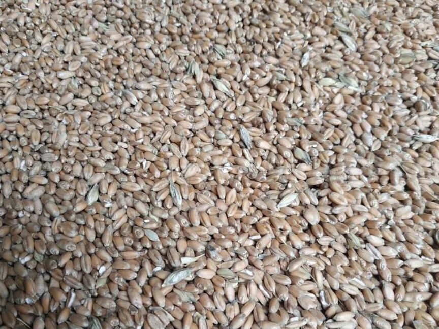 Ячменная зерносмесь