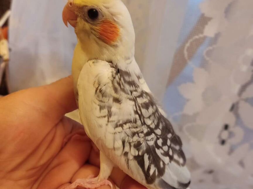 Птенцы корелл