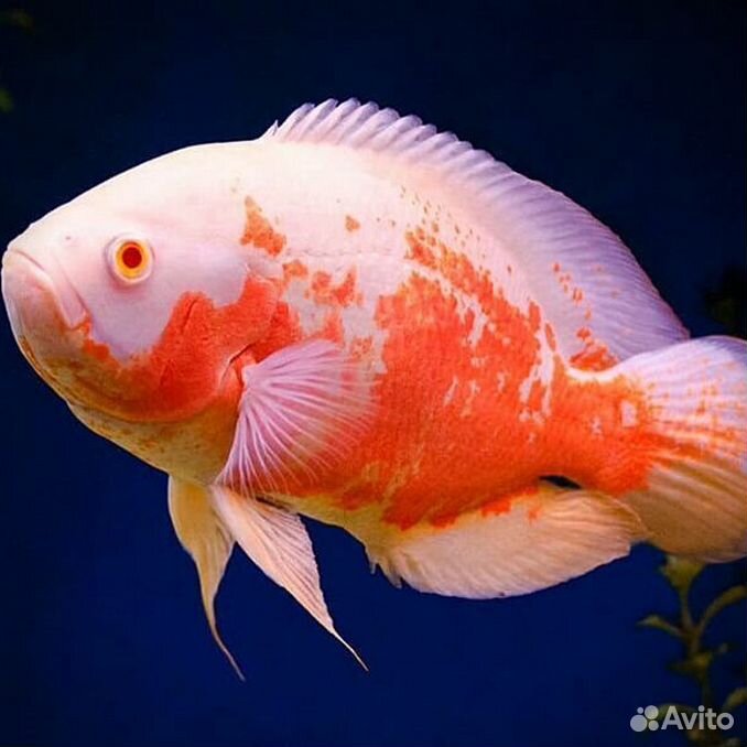 Астронотус Красный Альбино (M) (арт 3091)