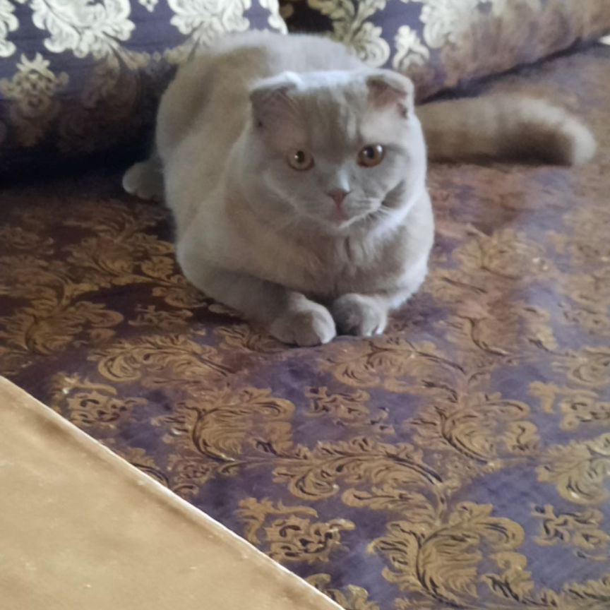 Молодой кот познакомиться с кошечкой
