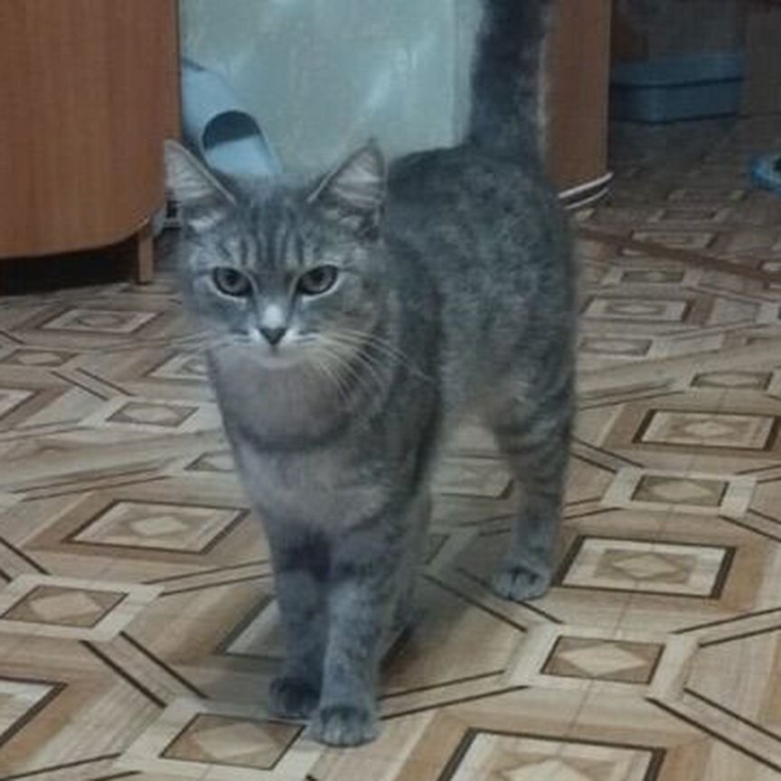 Взрослая, Девочка кошка в добрые руки