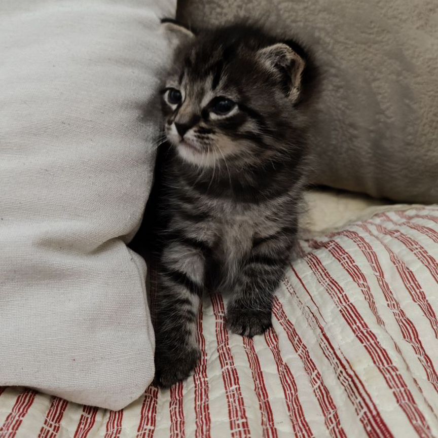 Серенький котик
