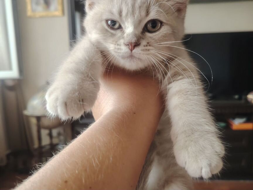 Британский котенок