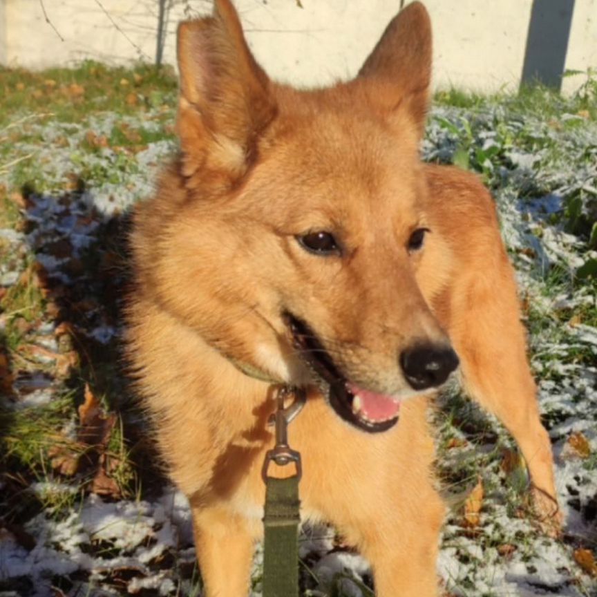 Лайка, взрослая собака