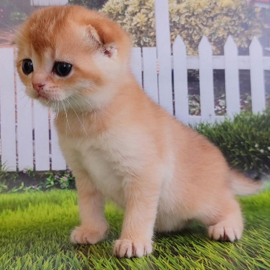 Шотландский вислоухий короткошёрстный котёнок