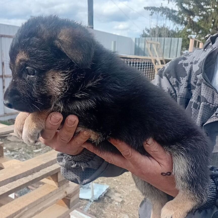 Немецкая овчарка, щенок