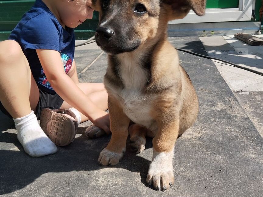 Щенок ищет дом