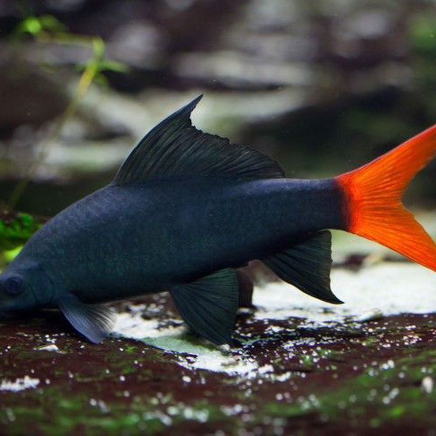 Лабео 10-12 см