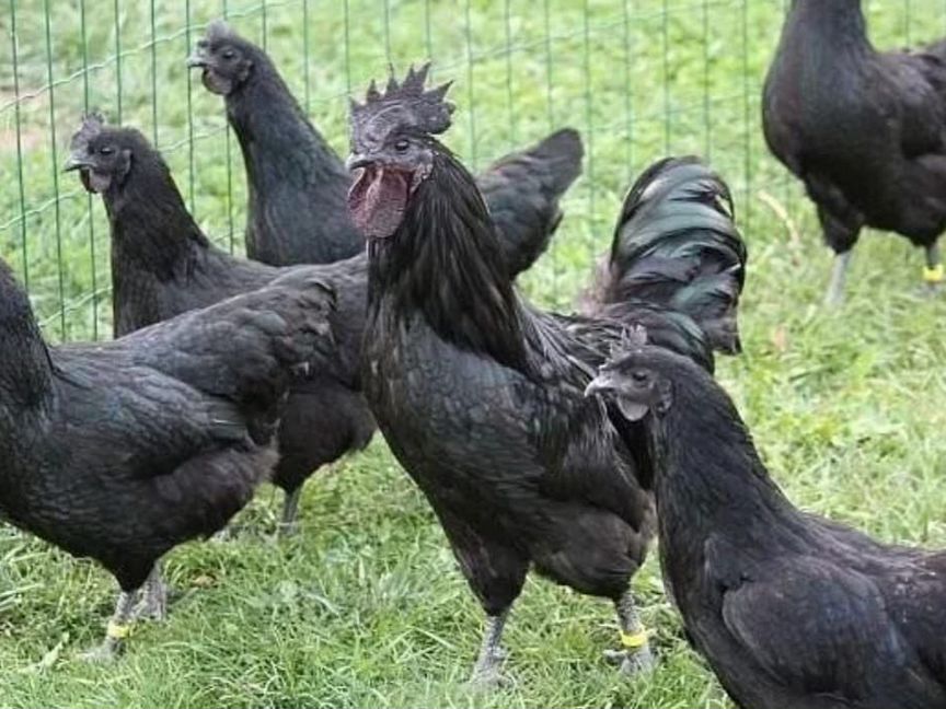 Черные куры ухейилюй