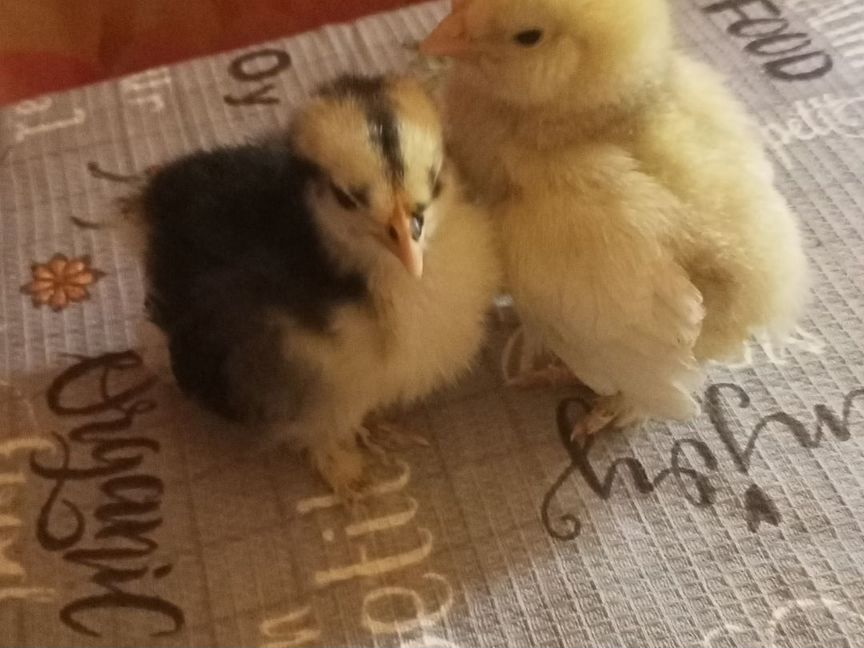 Цыплята Брама