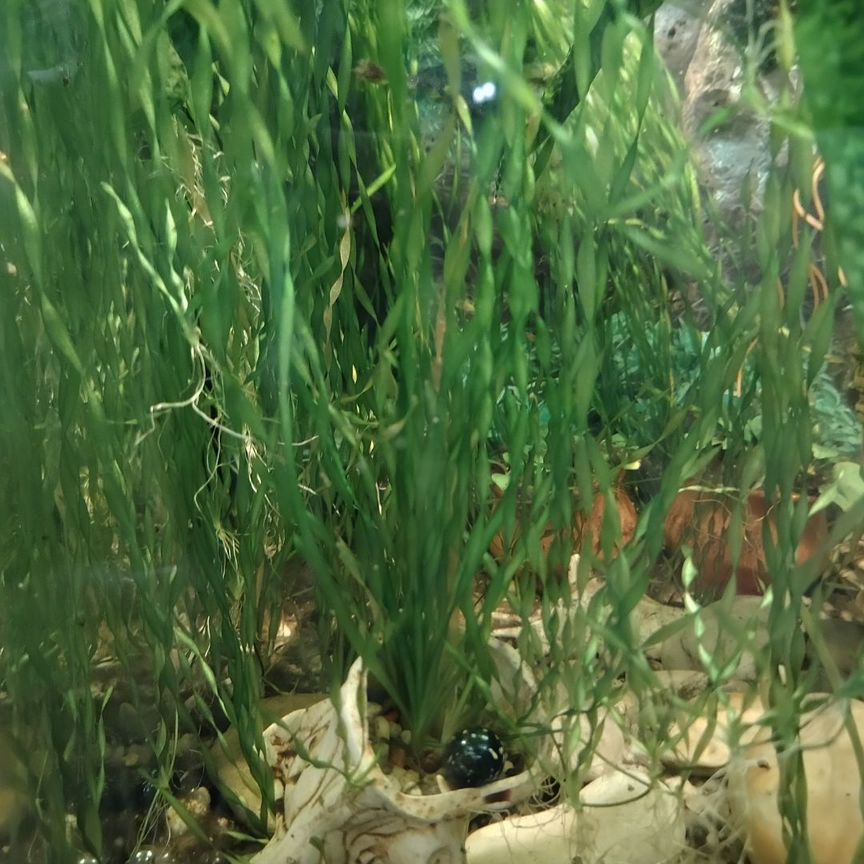 Валлиснерия спиральная