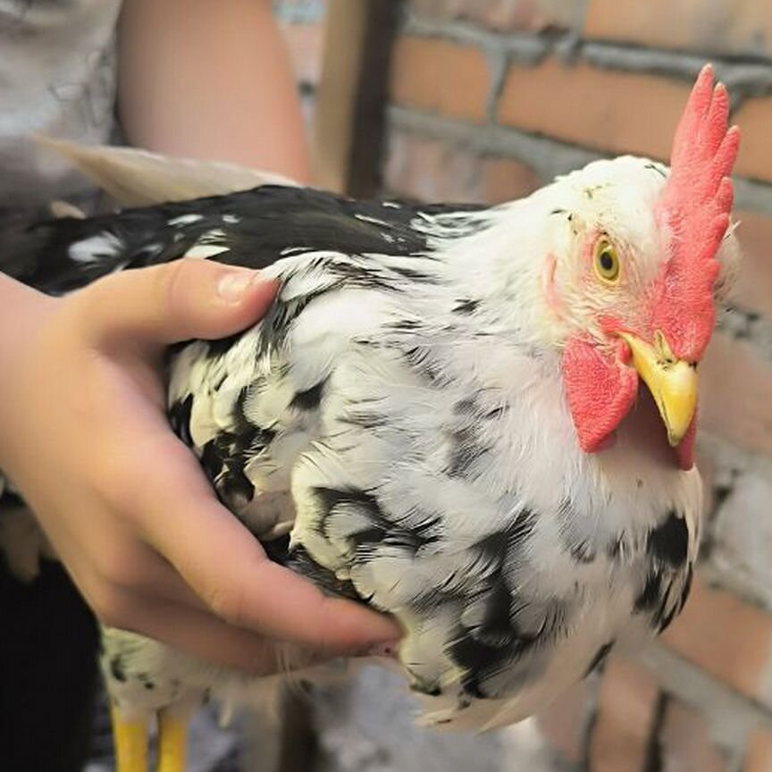 Продам петушков леггорн долматинец