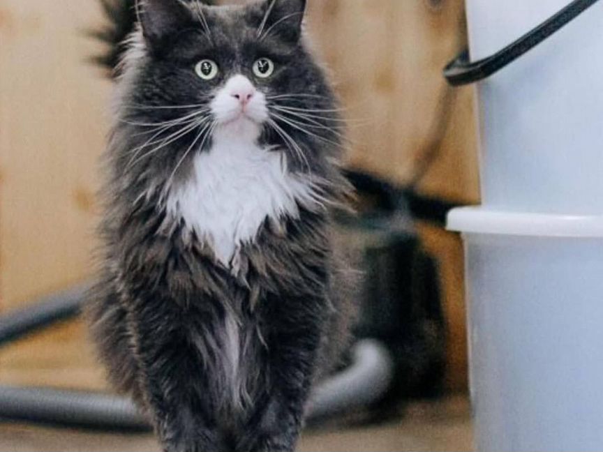 Котик ищет дом