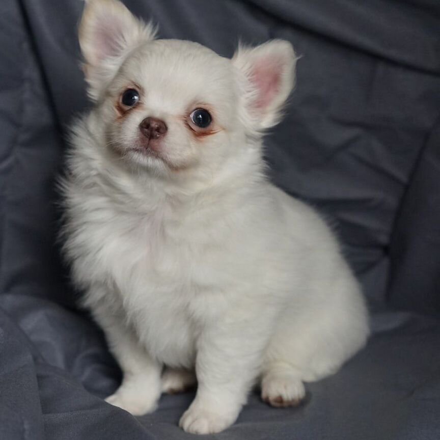 Белоснежный мальчик чихуахуа