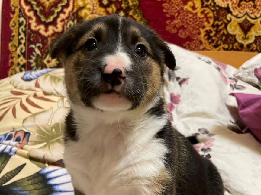 Собака кутенок девочка 1.5 Мес в приюте