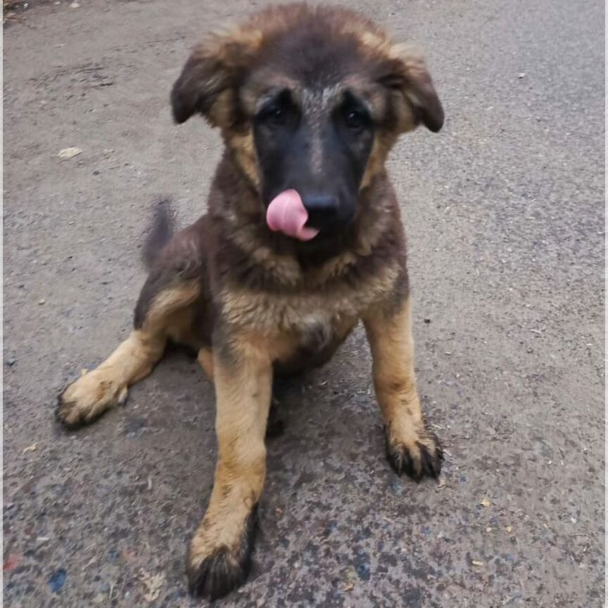 Щенок в добрые руки
