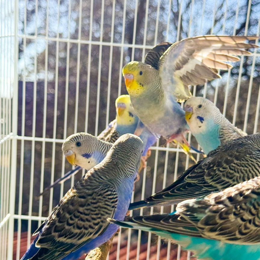 Мальчики Волнистые Попугаи Клетки