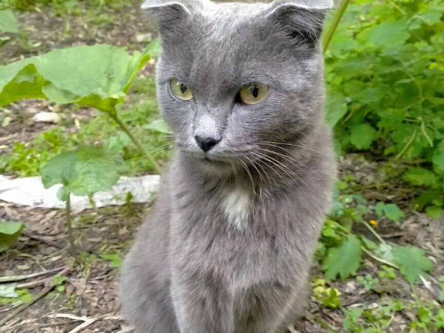 Кошка