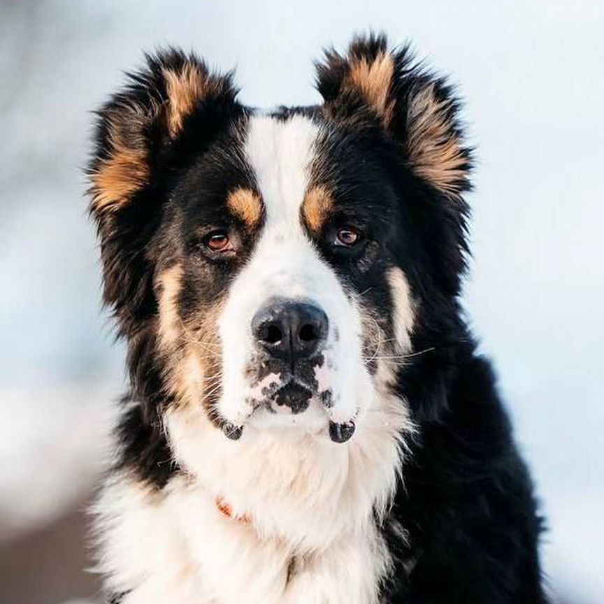 Алабай сао в добрые руки