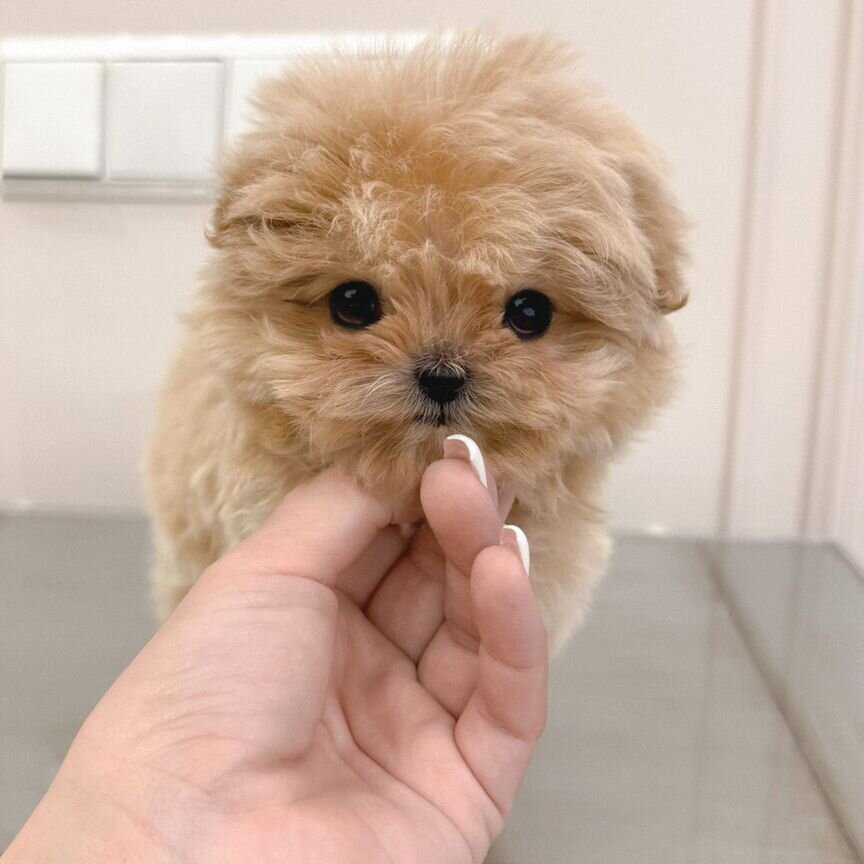 Микро мальтипу ф1 Мальчик