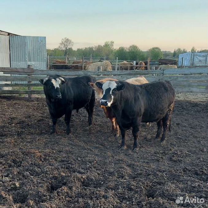 Бык Блэк Ангус, лимузин