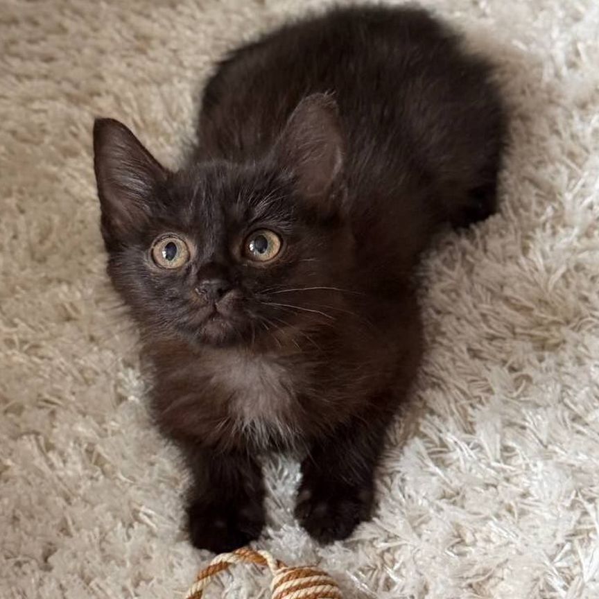 Европейский короткошёрстный котёнок