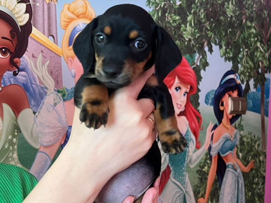 Продажа щенков таксы