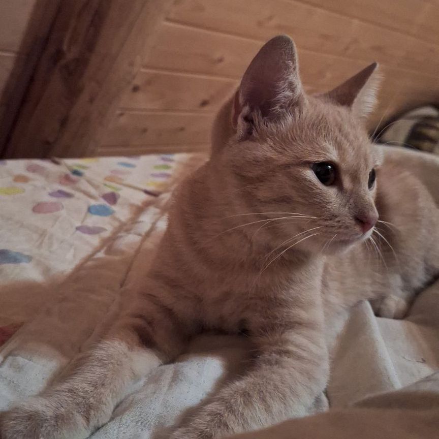 Кот для загородного дома