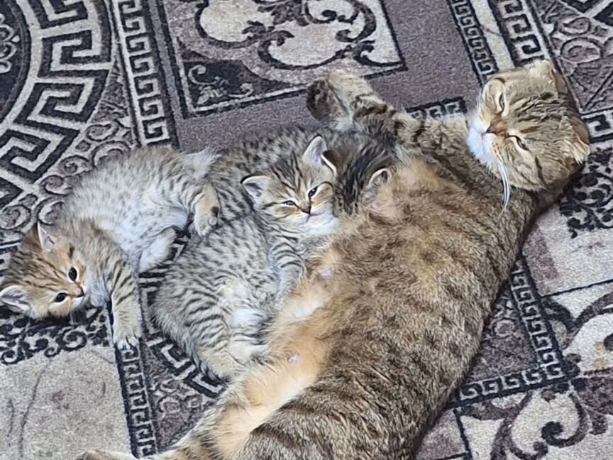 Кошка