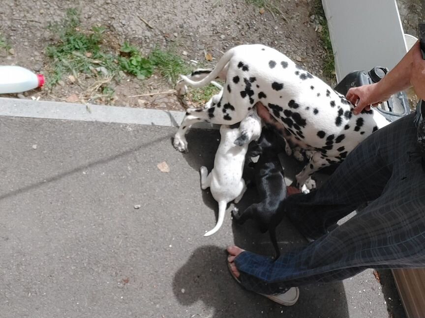 Щенки далматина