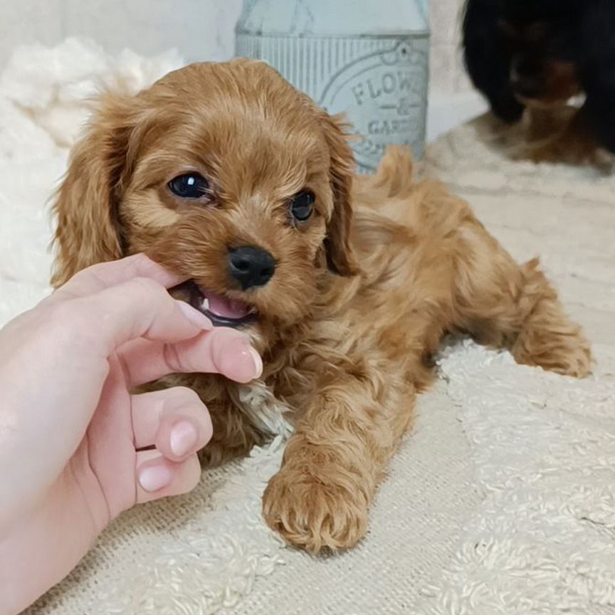 Кавапу, щенок