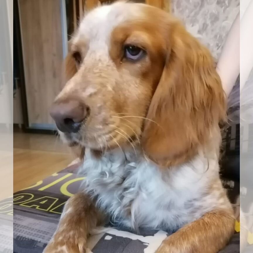 Русский спаниель кобель(вязка)